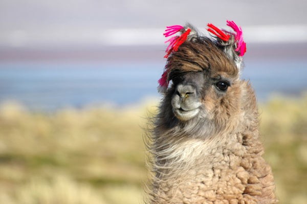 Luttez contre le SIDA grâce aux lamas ? - Passez l'info Luttez contre le SIDA grâce aux lamas ? - Passez l'info